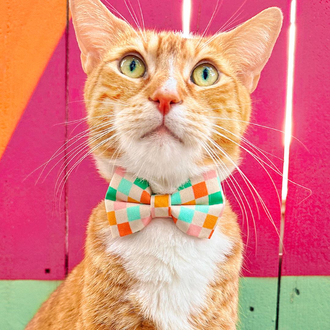 PromoGen.ai - AI Content Creator